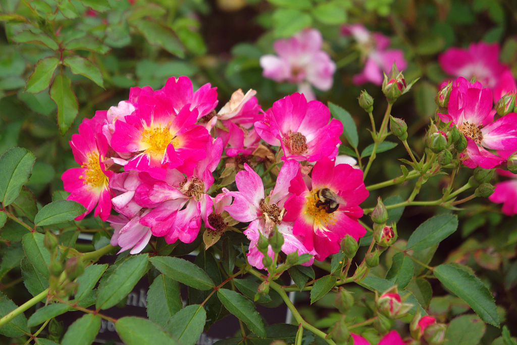 7 Plants That Bloom Year-Round in Central Florida