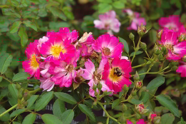 7 Plants That Bloom Year-Round in Central Florida