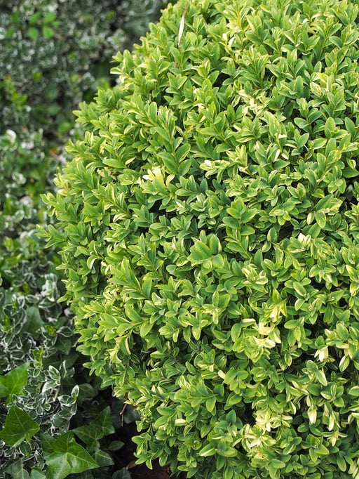 Best Plants to Create an Evergreen Hedge in Central Florida