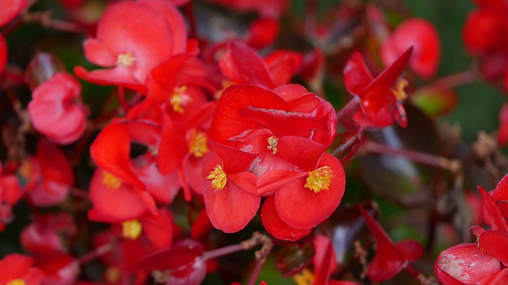 7 Best Winter Flowers & Plants For Your Central Florida Landscape