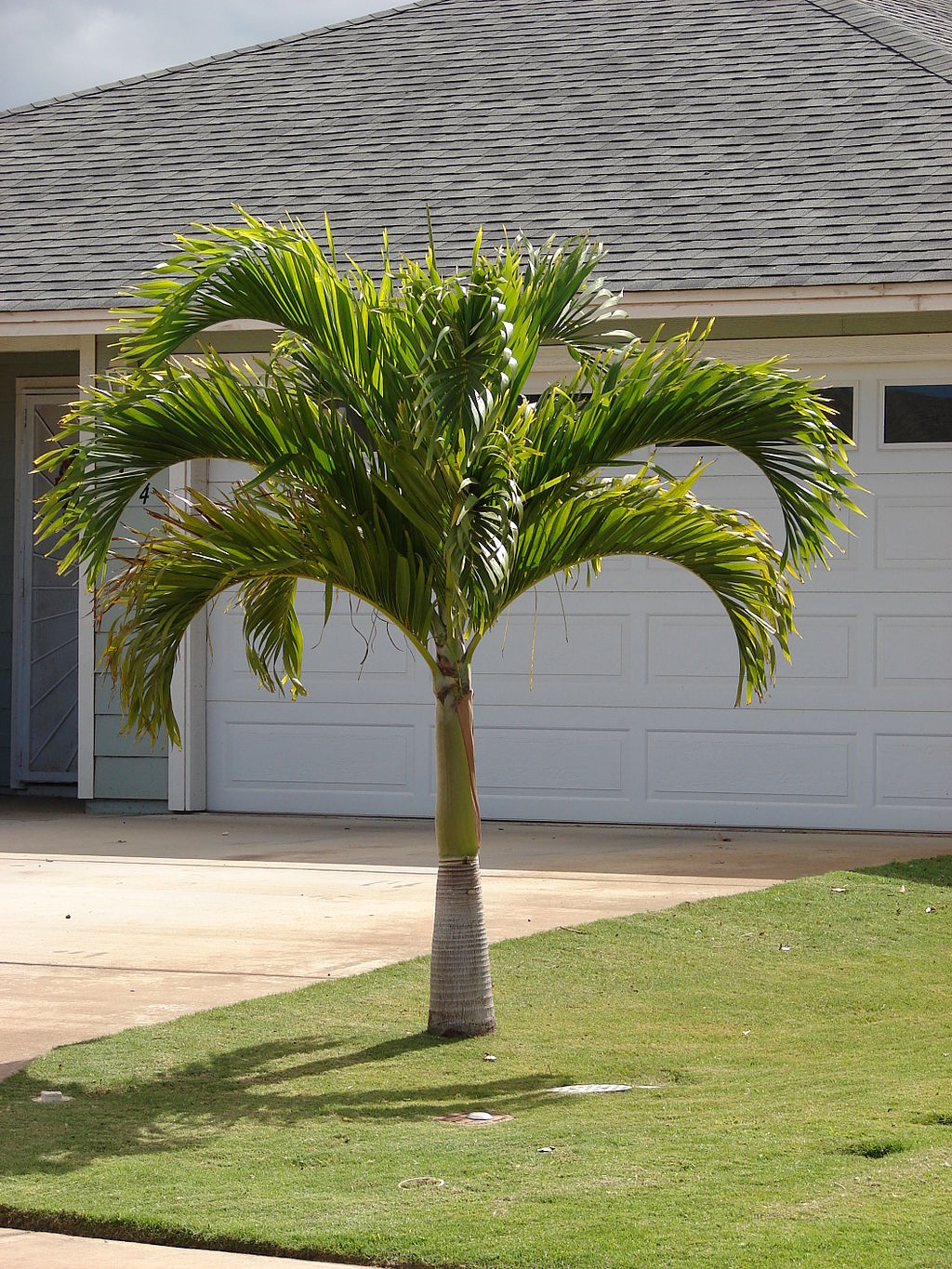 7 of the Best Palm Trees for Your Central FL Landscaping