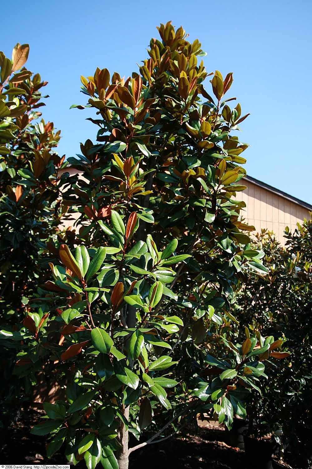 6 Best Shade Trees For Your Central Florida Landscape