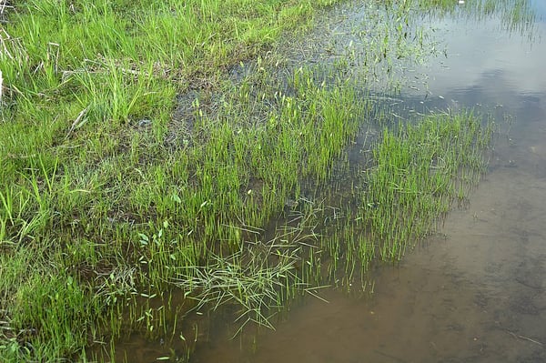 How to Stop Your Yard From Flooding: 4 Backyard Flooding Solutions