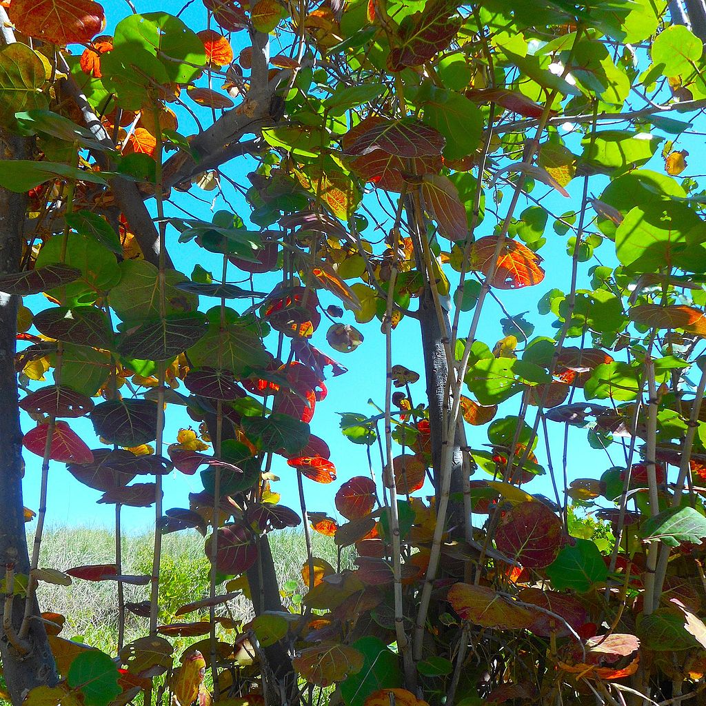 8 Best Native Trees and Plants For Your Central Florida Landscape