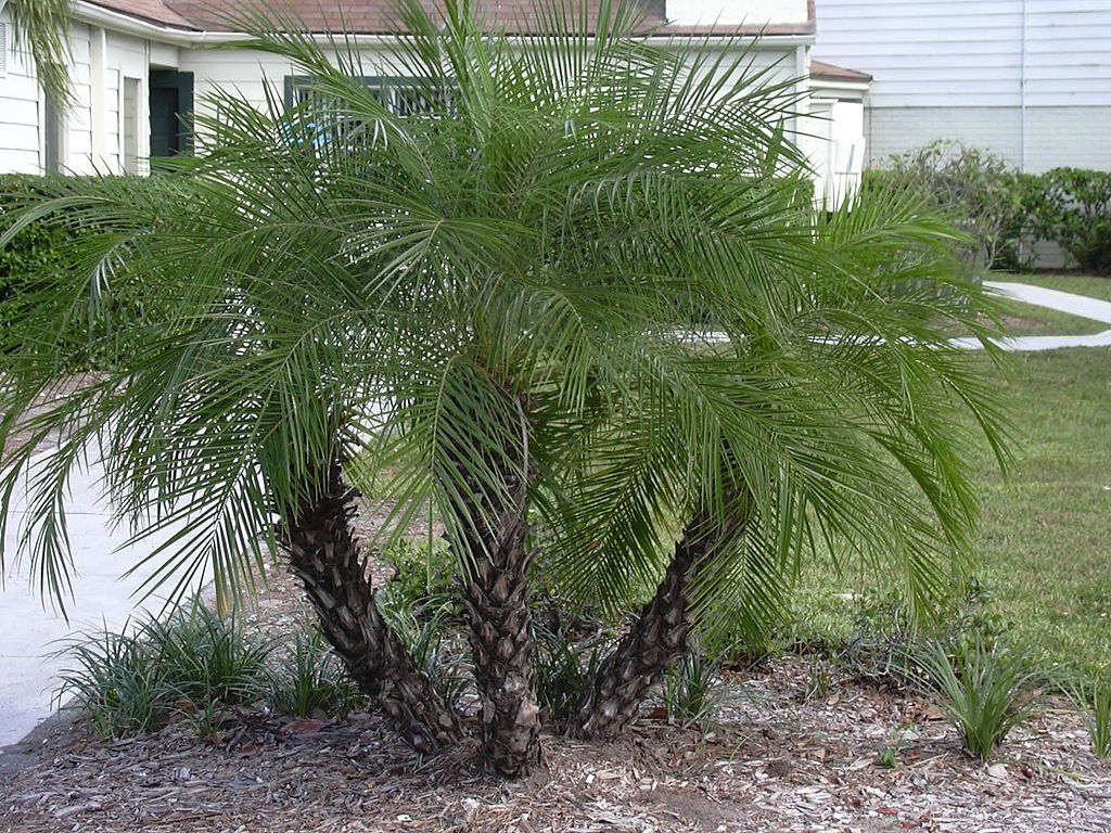 7 of the Best Palm Trees for Your Central FL Landscaping