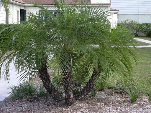7 of the Best Palm Trees for Your Central FL Landscaping
