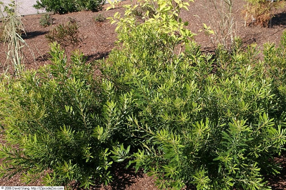 8 Best Native Trees and Plants For Your Central Florida Landscape