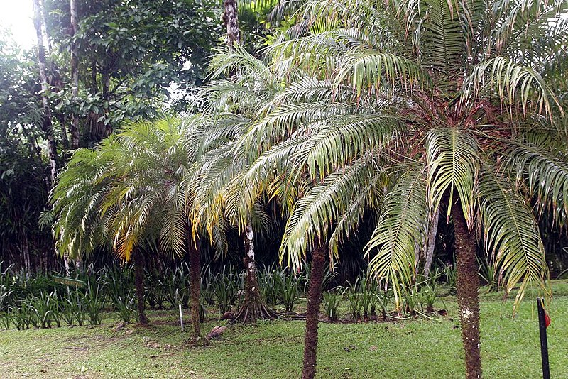 Choosing the Best Dwarf Palm Trees for Small Spaces in Your Orlando ...