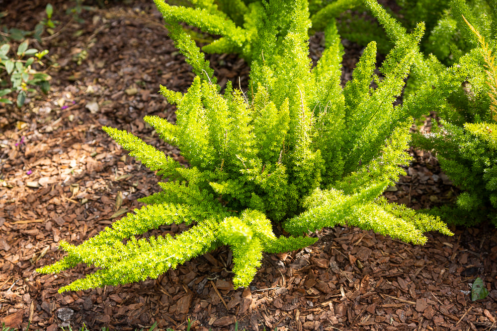 10 Best Shrubs, Perennials & Tropical Plants for Shaded Florida Landscapes