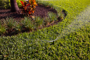How to Prevent Disease From Growing in Your New Sod