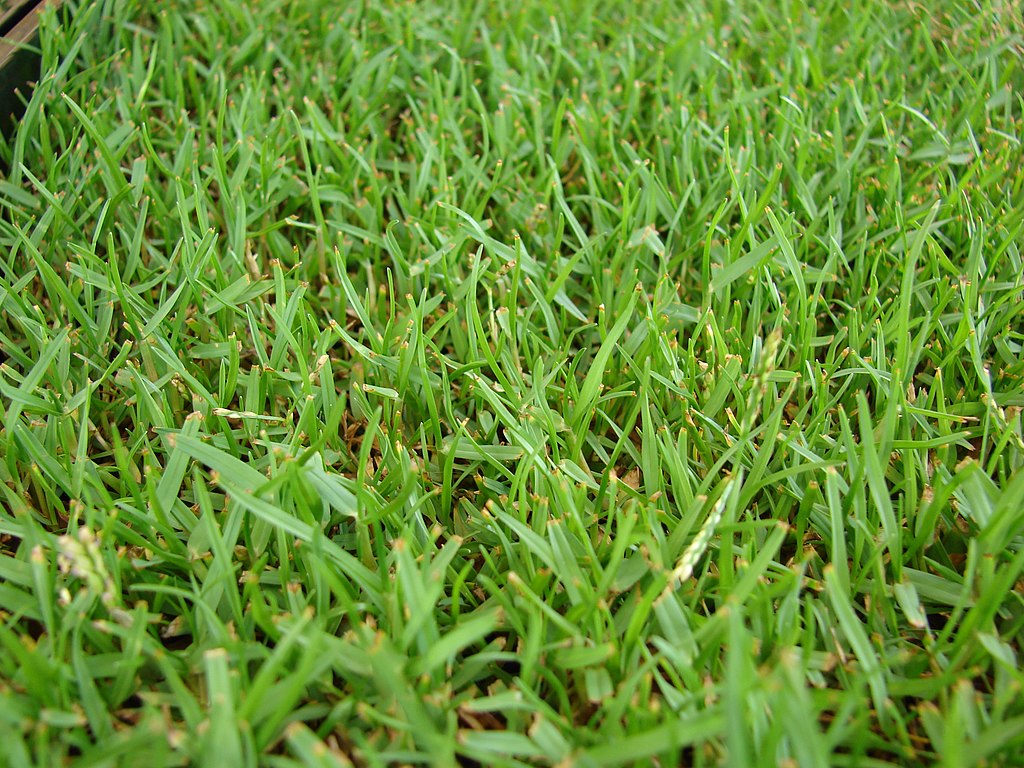 What is The Best Grass for Shade in Florida? Tips From The Experts