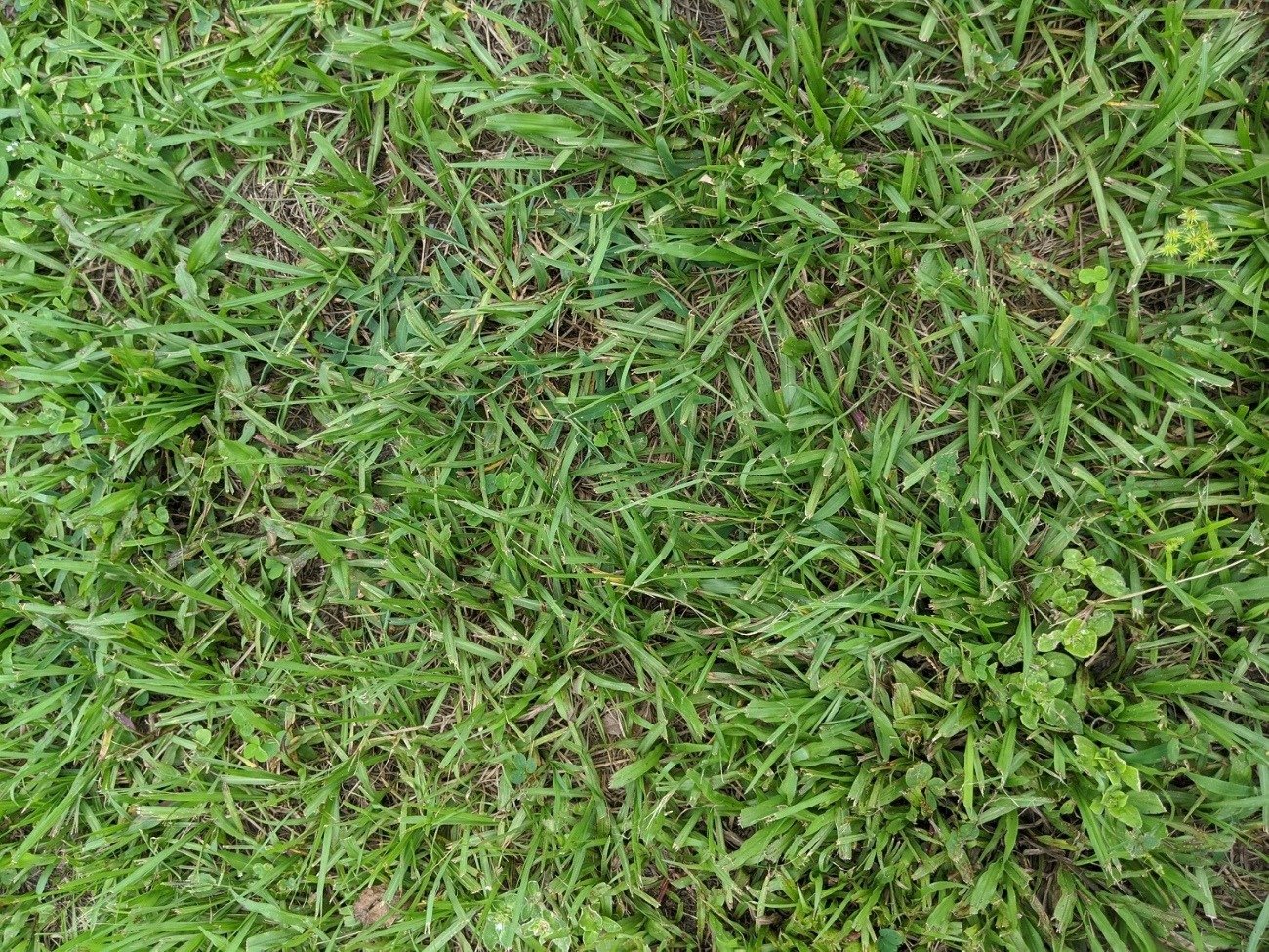 The Best Sod Type For Sandy Soil in Central Florida