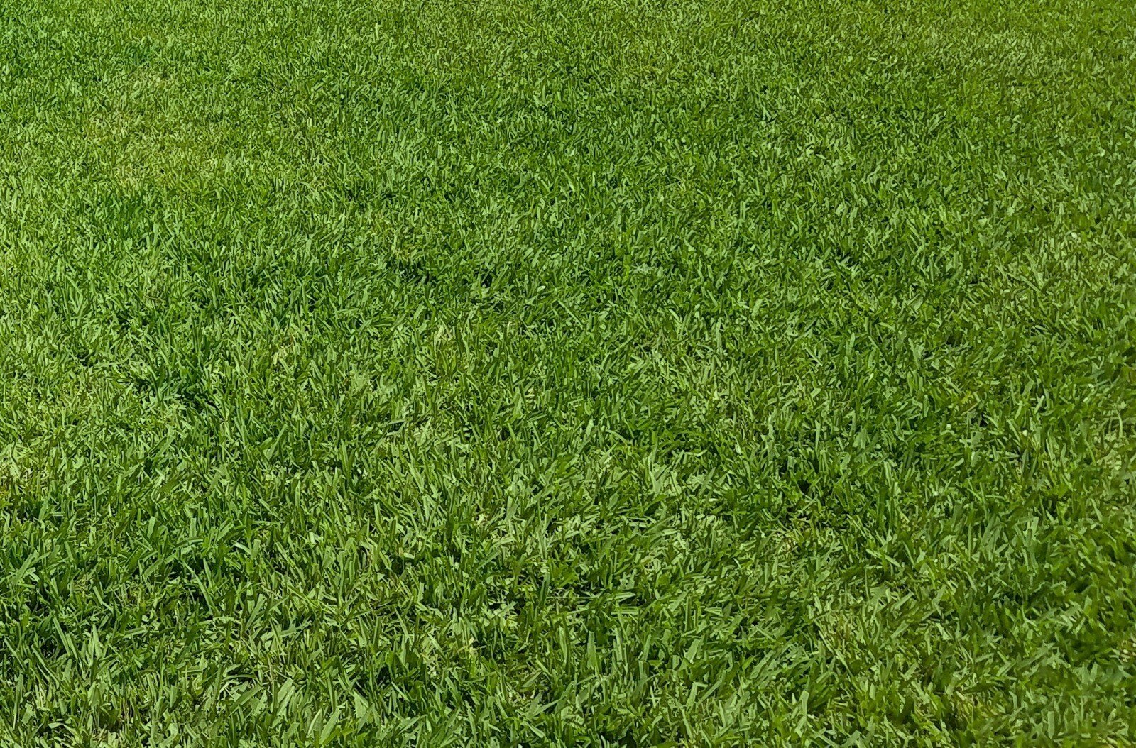 6 Tips for Maintaining New St. Augustine Sod in Your Florida Lawn
